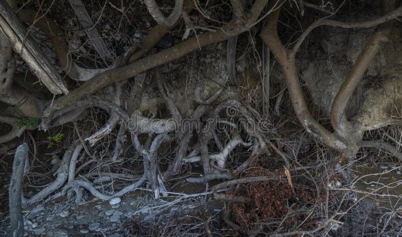 Dead Trees Underground Stock Photos - Free & Royalty-Free Stock Photos ...