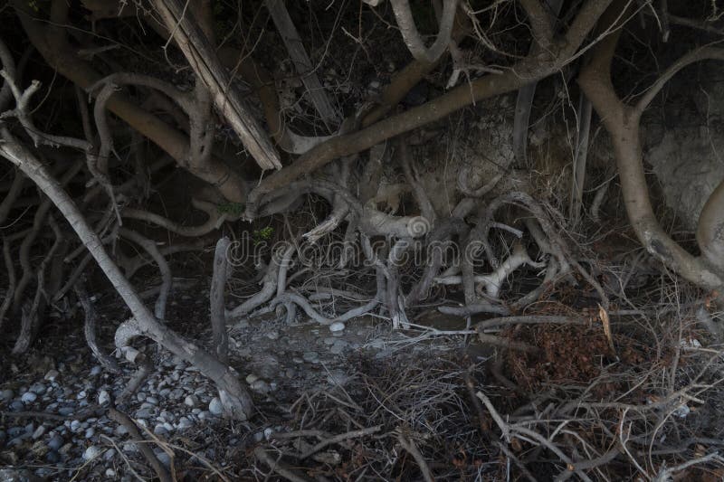 Dead Trees Underground Stock Photos - Free & Royalty-Free Stock Photos ...