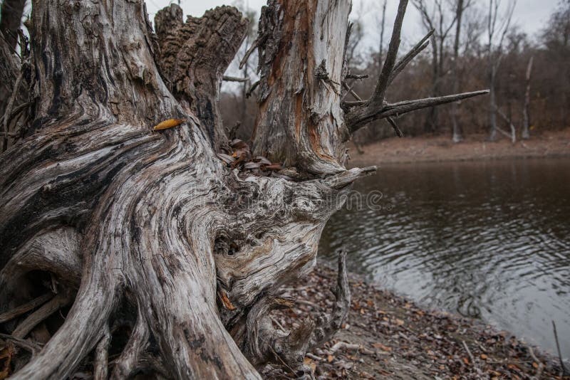 The Roots of a Dried Tree on the River Stock Image - Image of plant ...