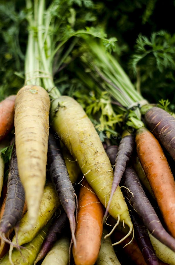 Roots for eating stock image. Image of nature, fild, colours - 44709391