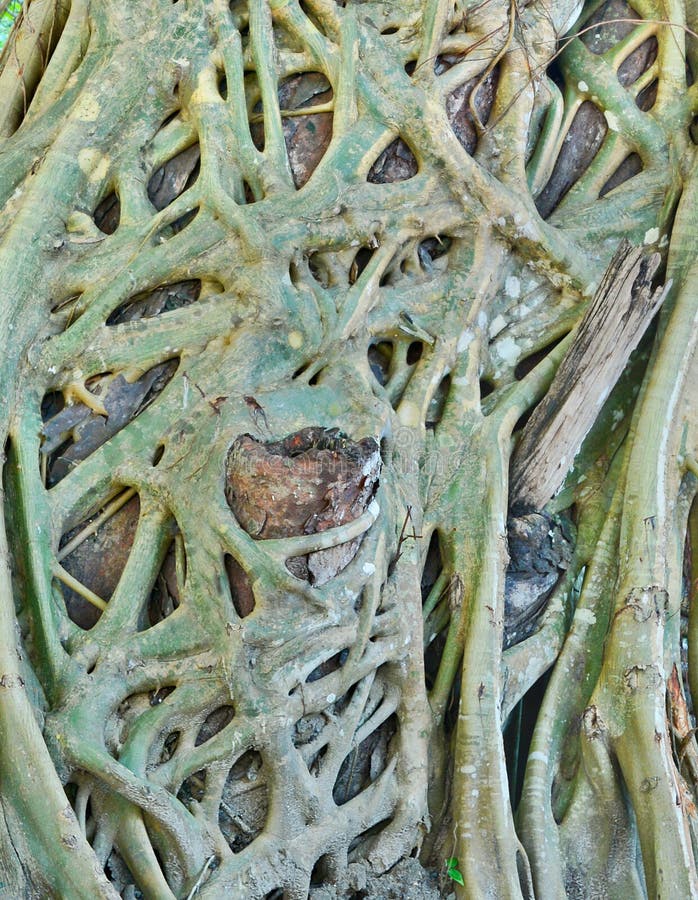 Roots encircling tree stock image. Image of fast, accessory - 34448347