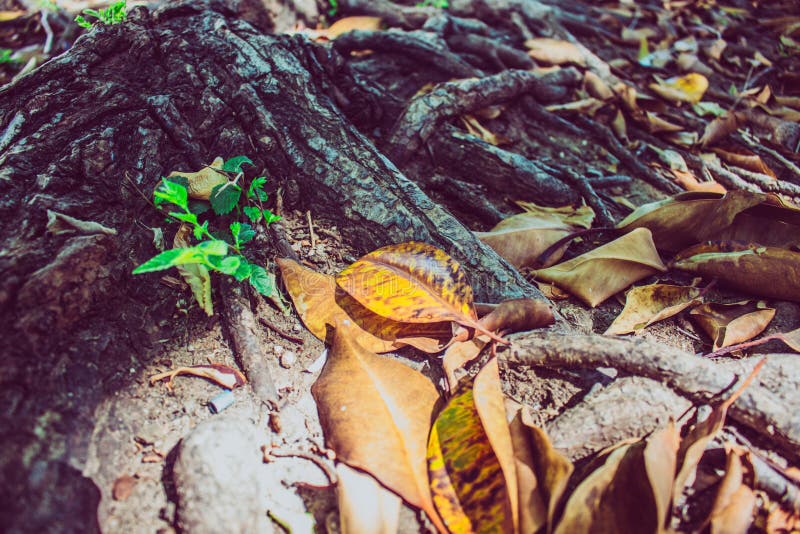 Roots. stock photo. Image of system, rain, plant, forest - 117264190