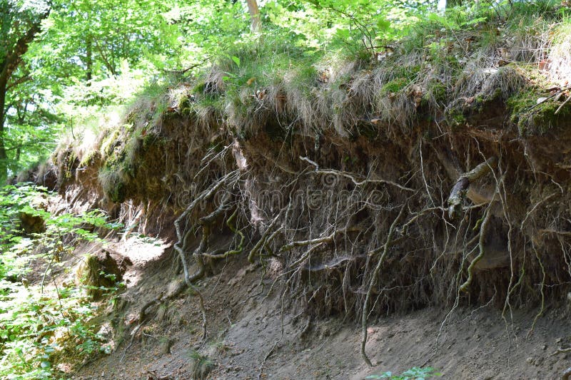 Rock Erosion Roots Plants Stock Photos - Free & Royalty-Free Stock ...