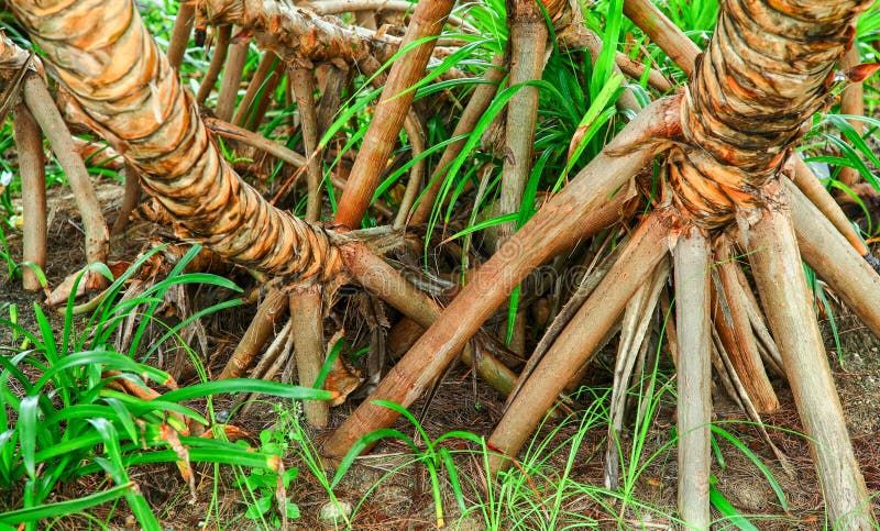 The Roots of an Exotic Tree. Stock Image - Image of green, environment ...