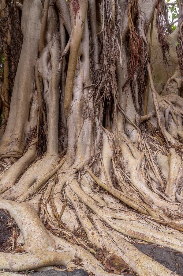 The roots . stock image. Image of forest, roots, nature - 61140465