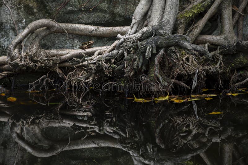 Close-up of Plant Roots Extending into Pool Water Stock Image - Image ...