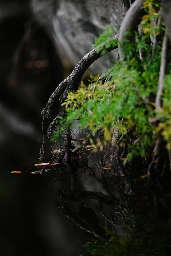 Close-up of Plant Roots Extending into Pool Water Stock Image - Image ...