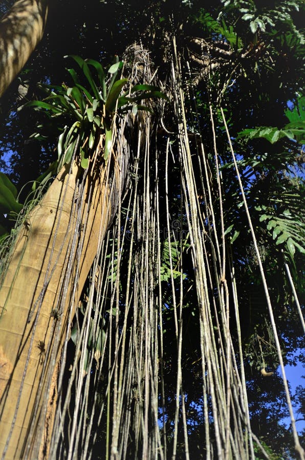 Roots that Fall on Tree Trunks in the Park Stock Image - Image of ...