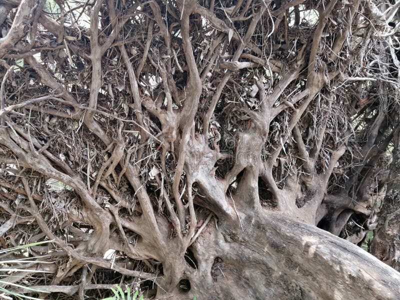 Roots of the Fallen Mighty Fig Tree Stock Photo - Image of roots ...