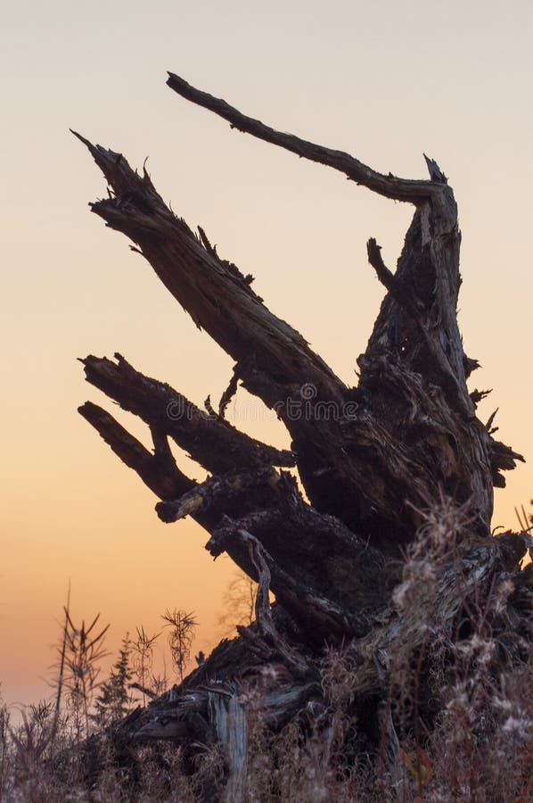 Roots of the fallen tree stock photo. Image of plant - 83869764
