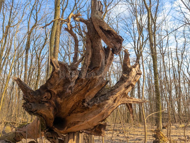 Roots of a fallen tree stock photo. Image of wood, root - 313567262