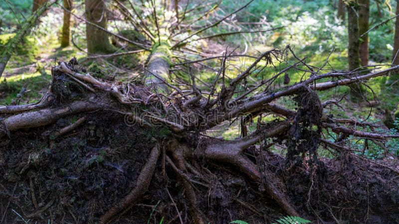Roots of a Fallen Tree in Black Forest, Germany. Stock Photo - Image of ...