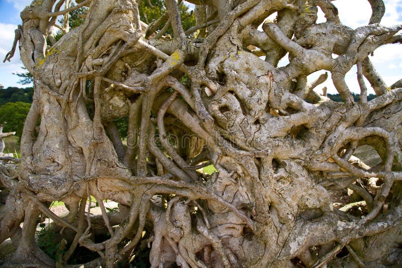 Big Tree Roots or Stems in Rainforest National Park Periyar Wild Stock ...