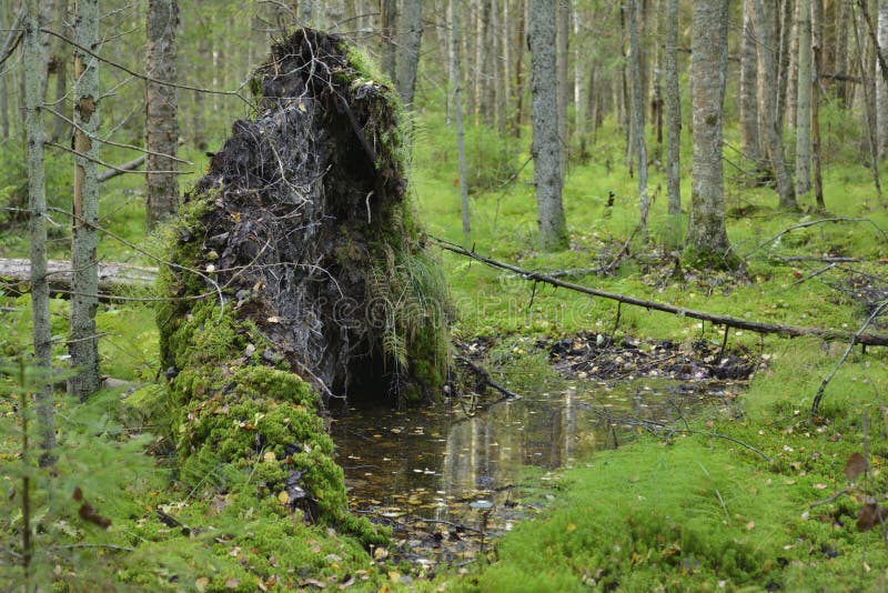 The Roots of a Fallen Tree in a Forest Stock Photo - Image of lofty ...