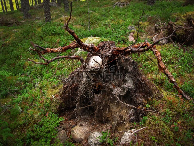 The roots of a fallen tree stock photo. Image of pine - 72708030