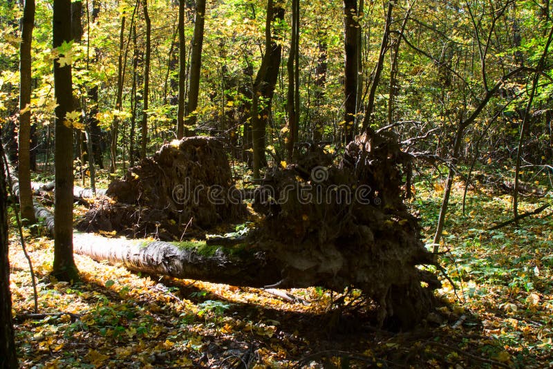 The Roots of a Fallen Tree in a Forest Stock Photo - Image of lofty ...