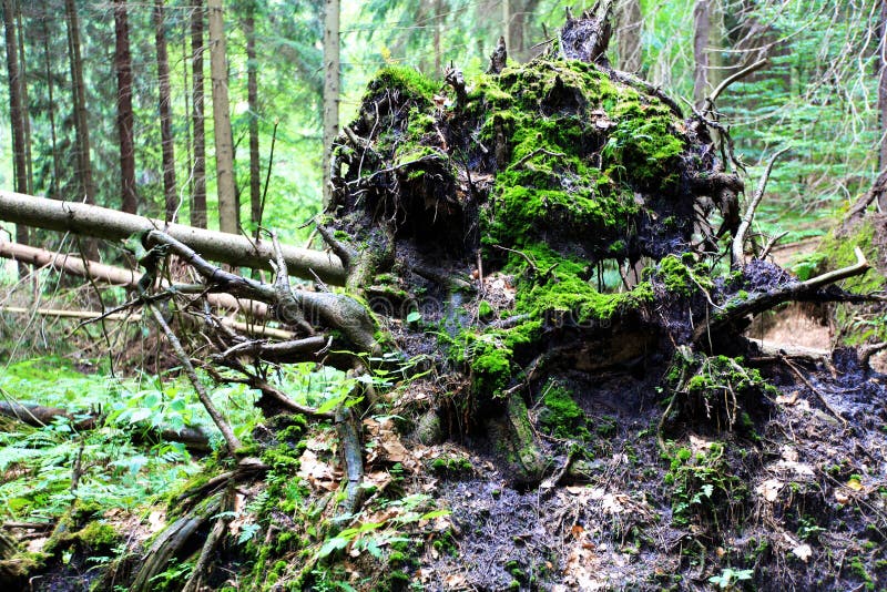 Roots of fallen tree stock image. Image of grass, area - 50305461