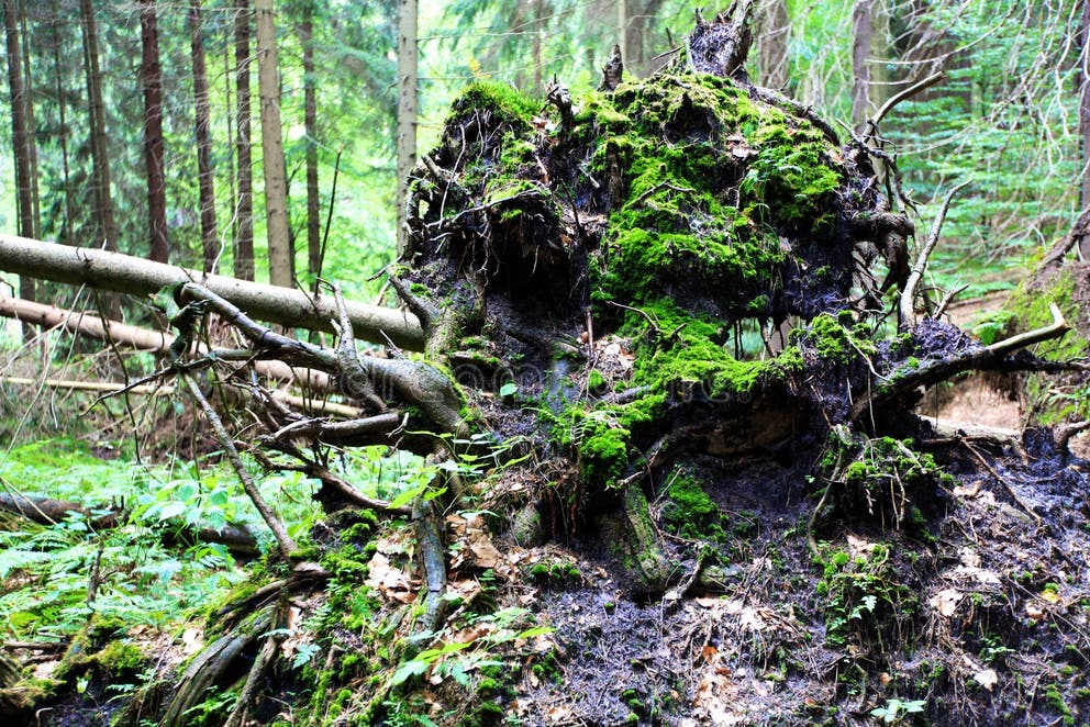 Roots of fallen tree stock image. Image of grass, area - 50305461