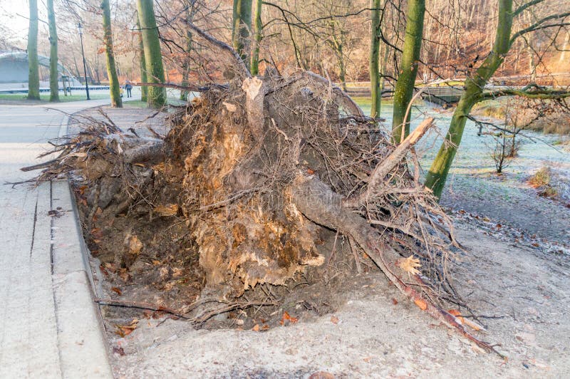 Roots of a Fallen Tree in Park Stock Photo - Image of base, rhizome ...