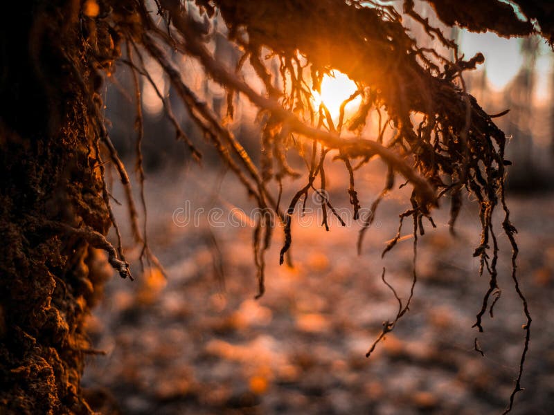 Sunset Roots Three stock image. Image of sunset, island - 46683089