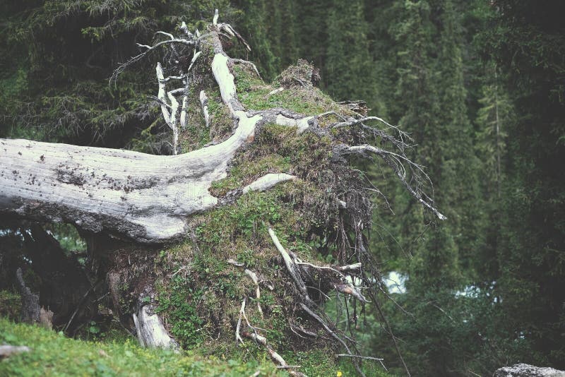 The roots of a fallen tree stock photo. Image of fallen - 98300584