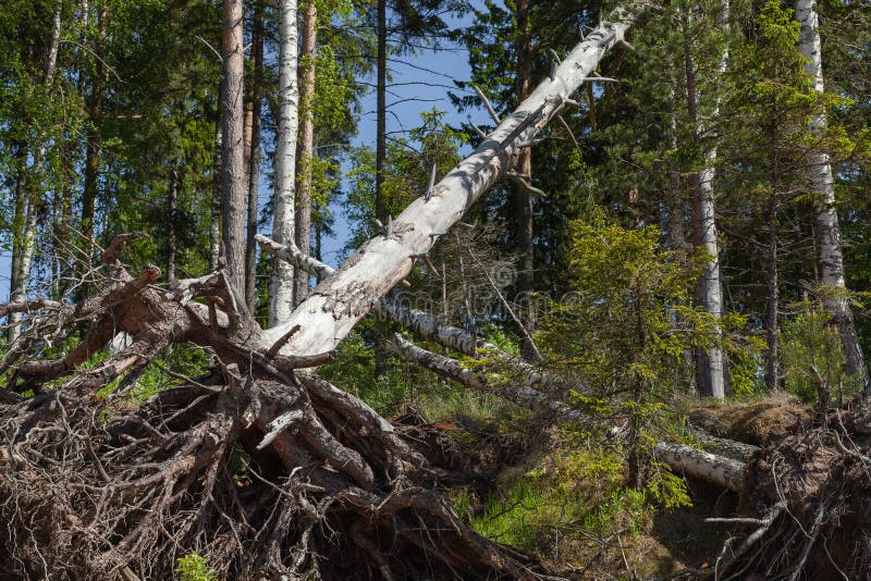 The Roots of a Fallen Tree in a Forest Stock Photo - Image of lofty ...