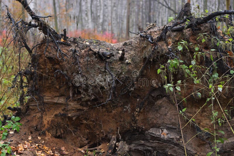 Roots of a falling tree stock photo. Image of natural - 260541574