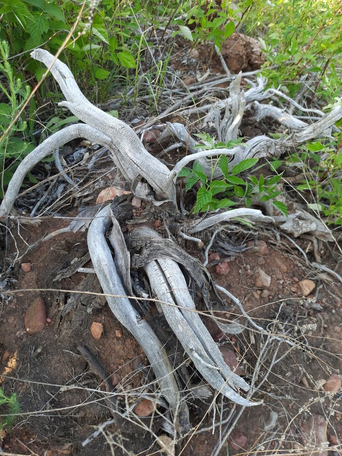Roots stock image. Image of flower, twig, branch, roots - 244085241