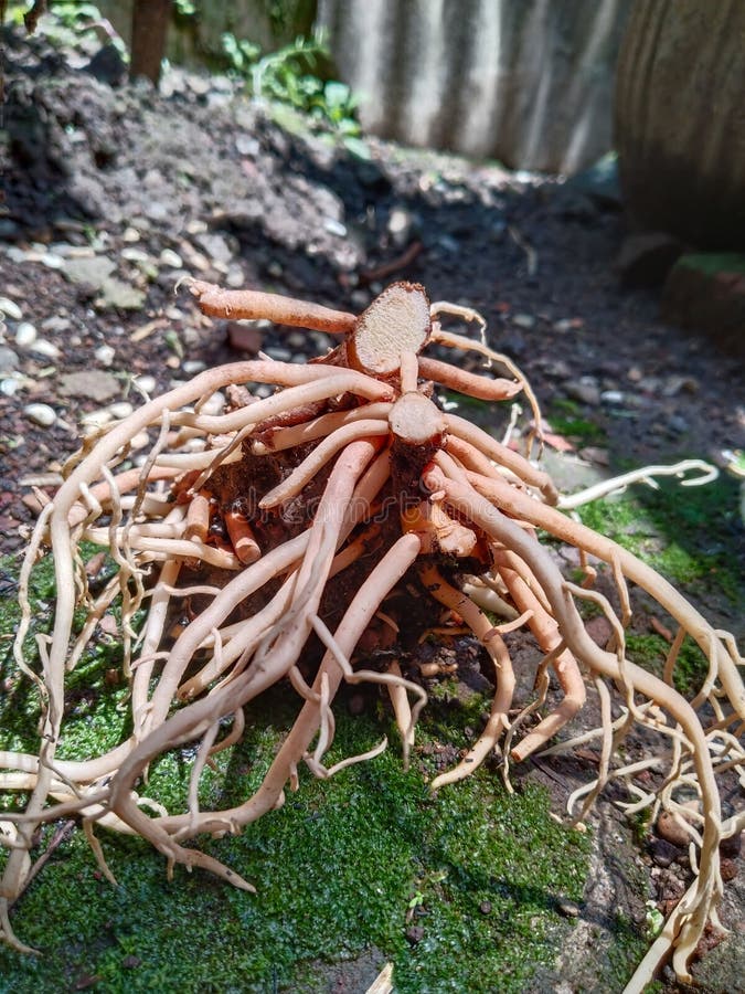 The Roots of a Felled Tree Look Like Animals with Tentacles Stock Image ...