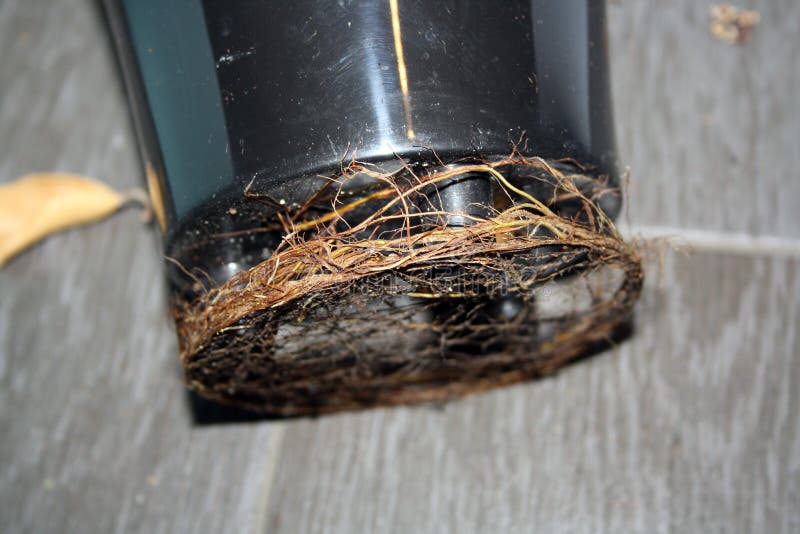 The Roots of the Ficus Tree Have Grown Beyond the Pot Stock Photo ...