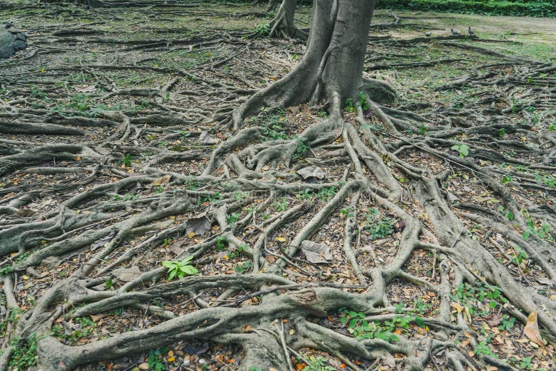The Roots of the Ficus Tree, Which Appeared on the Ground Stock Image ...