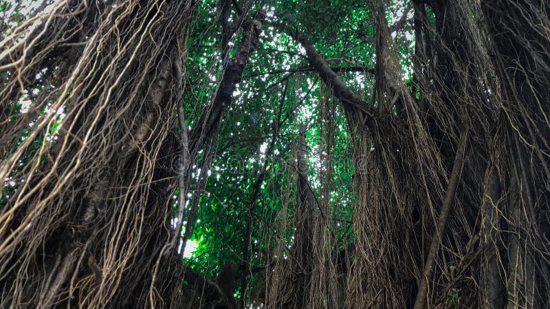 Roots of ficus stock image. Image of ficus, unique, growing - 270117839