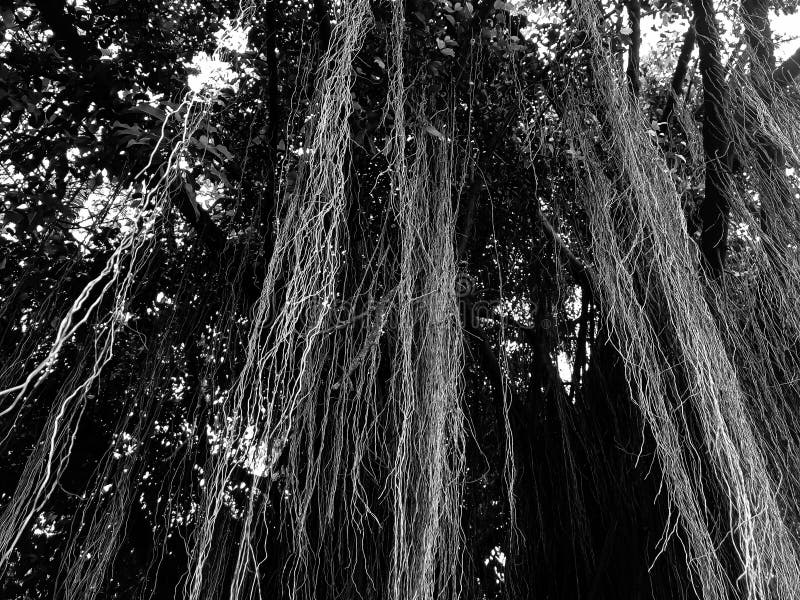 Roots of ficus stock image. Image of benjamin, roots - 270117861