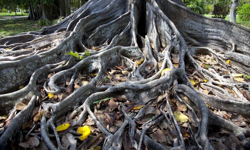 Roots of a Fig Tree stock photo. Image of bark, wood - 30363298