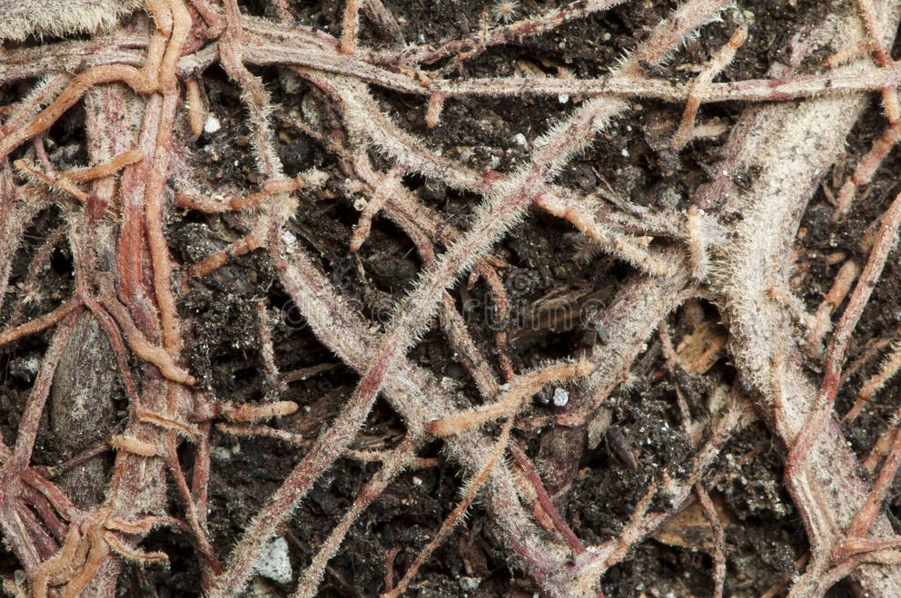 Roots of a flower stock photo. Image of pattern, structure - 27238572