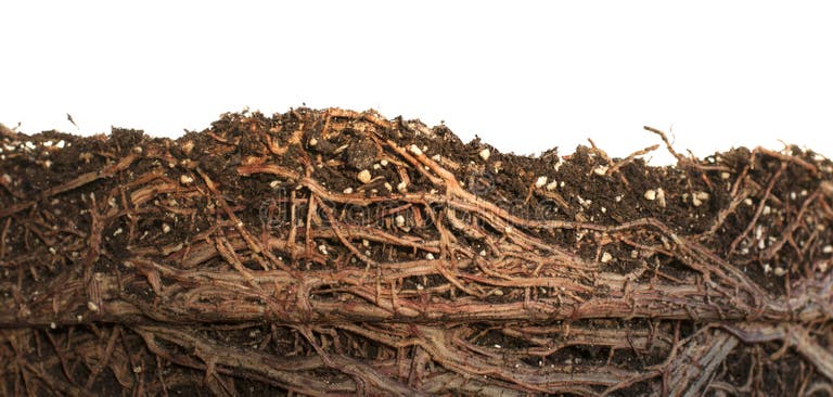 Roots of a flower isolated stock image. Image of tender - 27238535