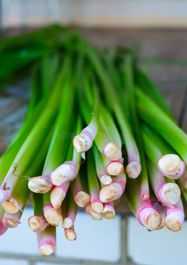 Roots and foliage Acorus stock image. Image of nature - 45615585
