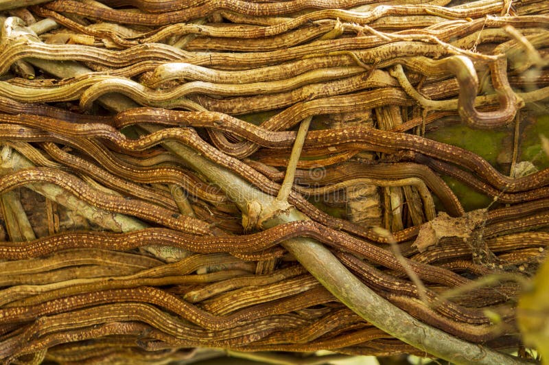 Roots Forming Texture Pattern Background Stock Photo - Image of forest ...