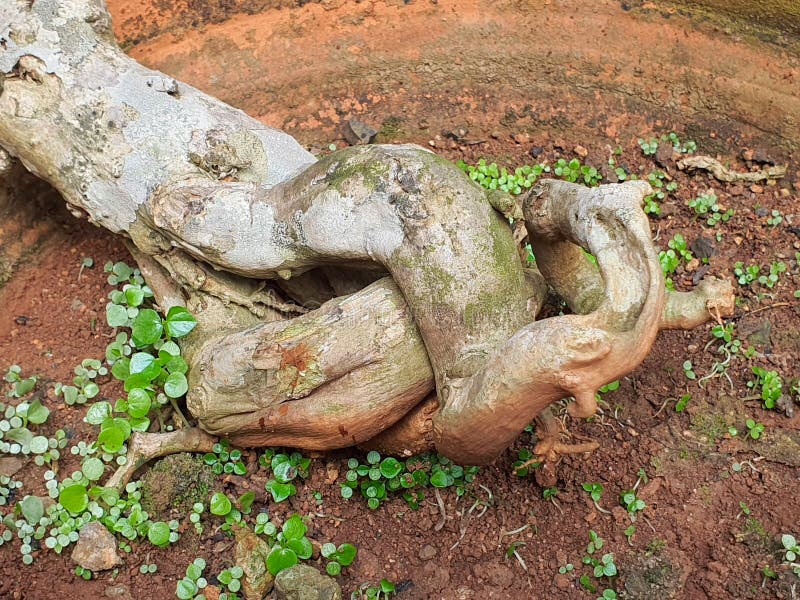 The Roots of a Frangipani Tree in a Pot Stock Image - Image of pattern ...