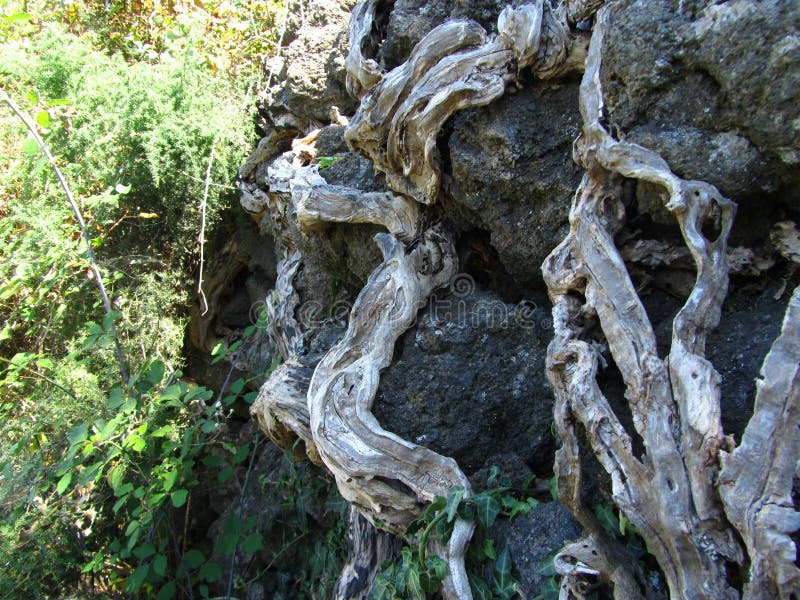 Roots Going Down the Rubble Wall Built Out of Volcanic Lava Rock Stock ...