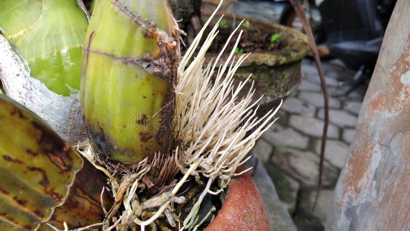 Roots are Going through Some of My Favorite Things Stock Image - Image ... Roots are Going through Some of My Favorite Things Stock Image - Image ...
