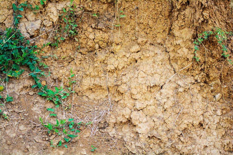 Roots and Grass Texture in Dry Soil Layers. Background Stock Image ...