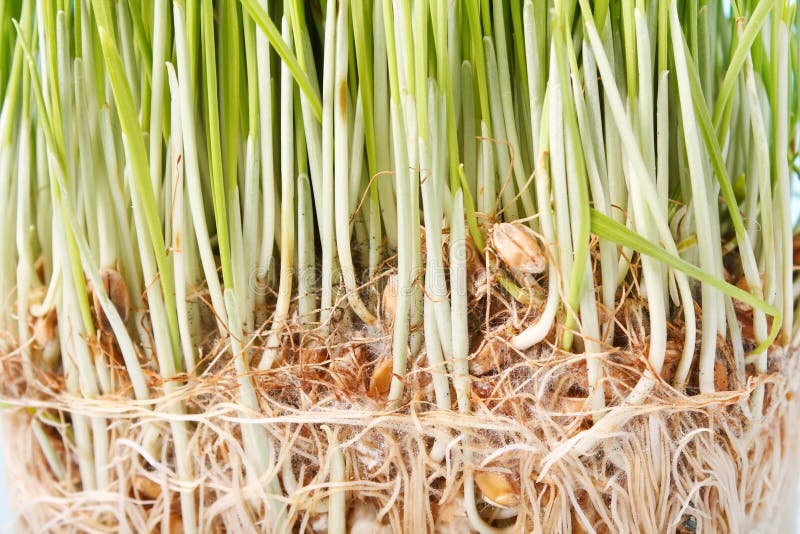 Roots of green grass stock image. Image of roots, flora - 16319447