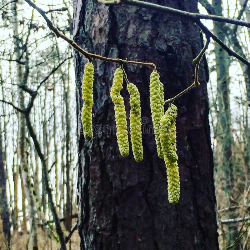 Roots Gren Tree Green Forrest Stock Image - Image of forrest, tree ...