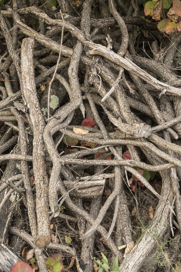 Roots on the ground stock photo. Image of ground, fresh - 102997612