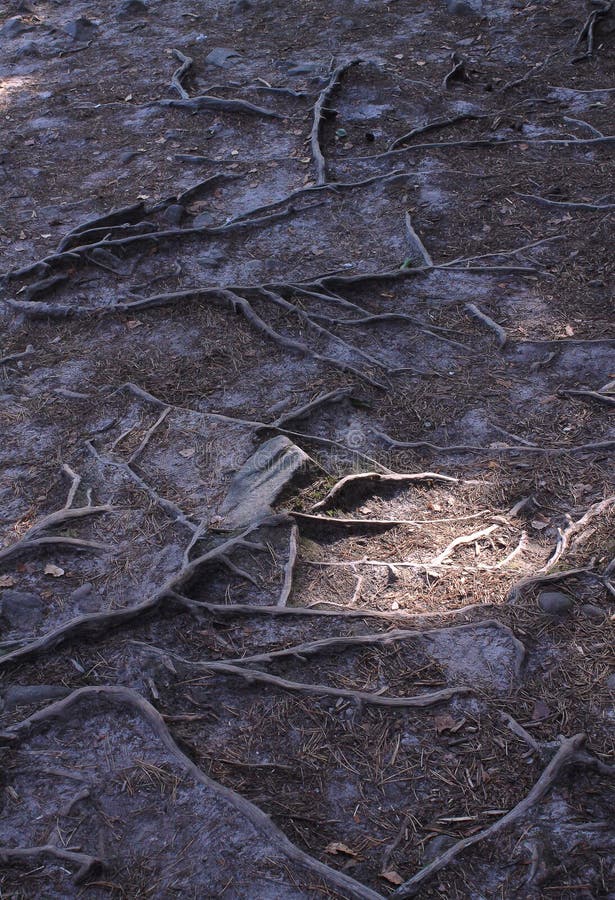 Roots on Earth, Sunspot, Rock Stock Image - Image of texture, detail ...