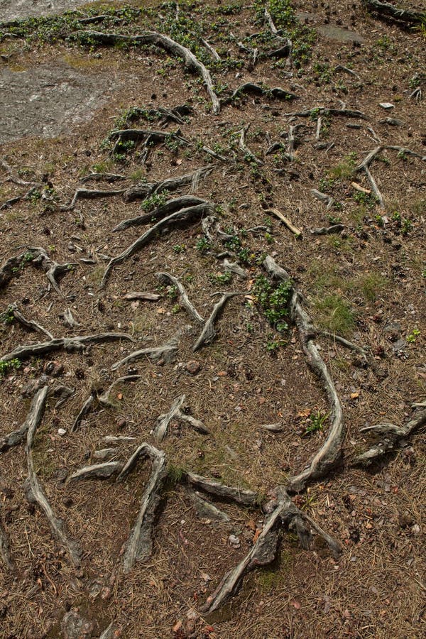 Roots on the ground. stock image. Image of natural, soil - 296043733