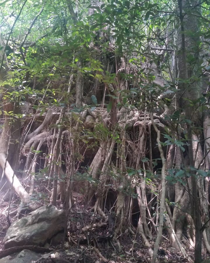 These roots grow deep stock photo. Image of galore, tree - 105864484