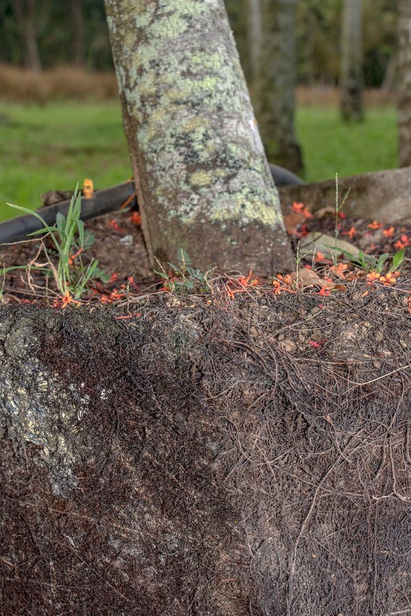 167 Tree Roots Cross Section Stock Photos - Free & Royalty-Free Stock ...