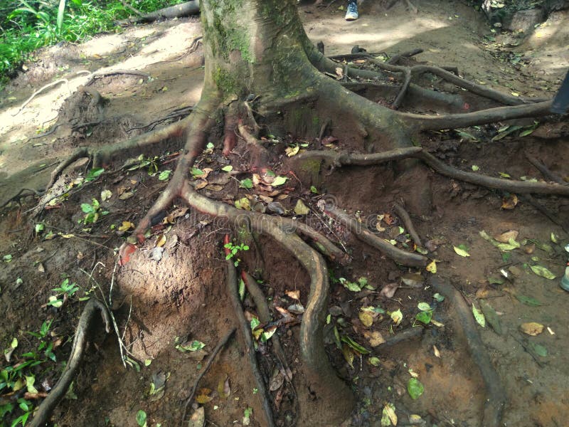 Roots from a large tree stock image. Image of natural - 289801713